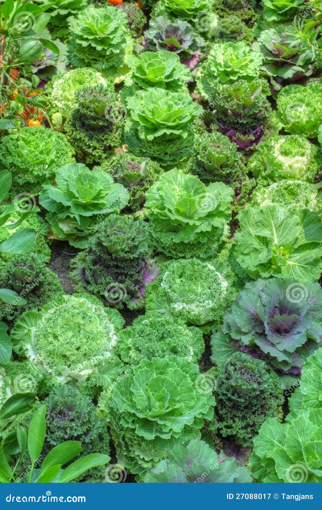 Vegetable patch stock image. Image of leafy, bountiful - 27088017