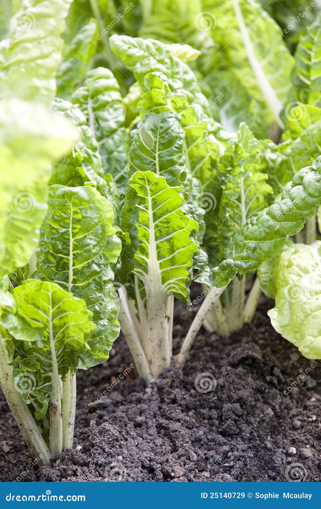 Vegetable patch with beets stock image. Image of closeup - 25140729