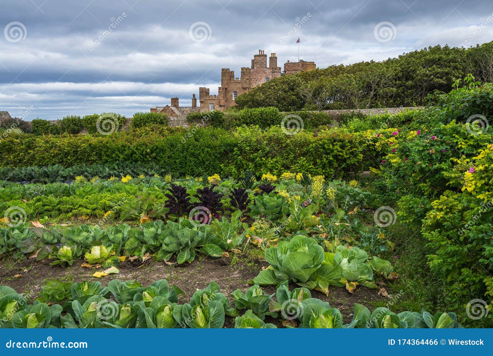 Vegetable Patch in a Garden with the Castle of Mey in the Background in ...