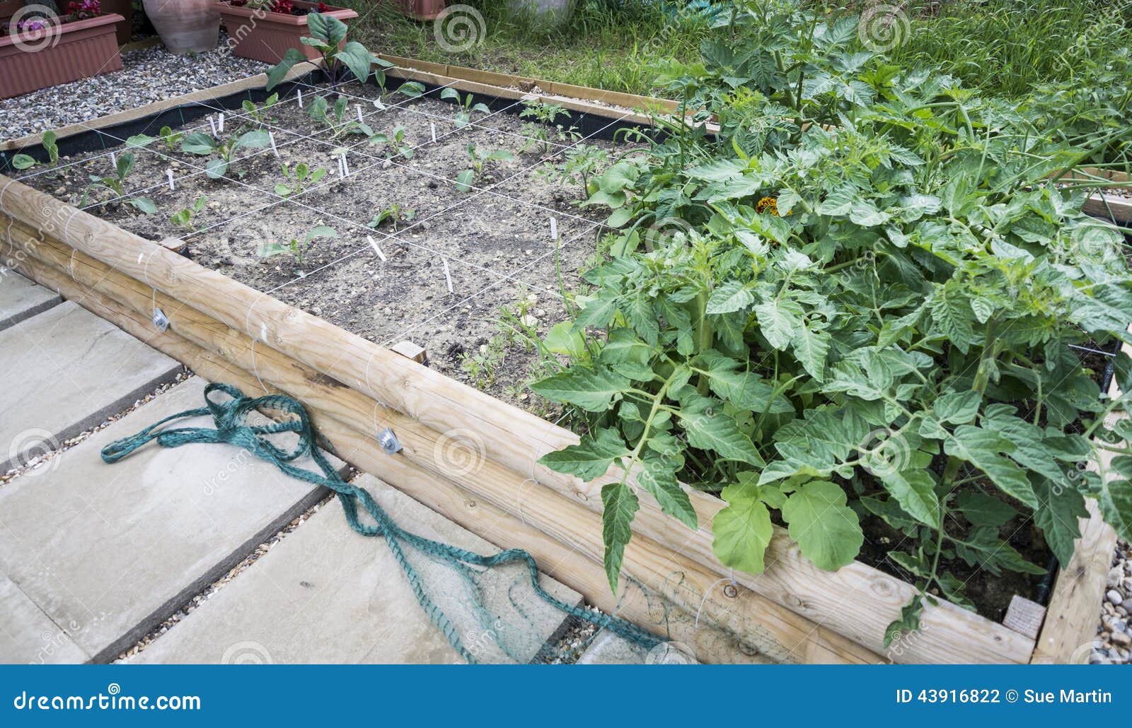 Vegetable Patch stock photo. Image of compost, fresh - 43916822