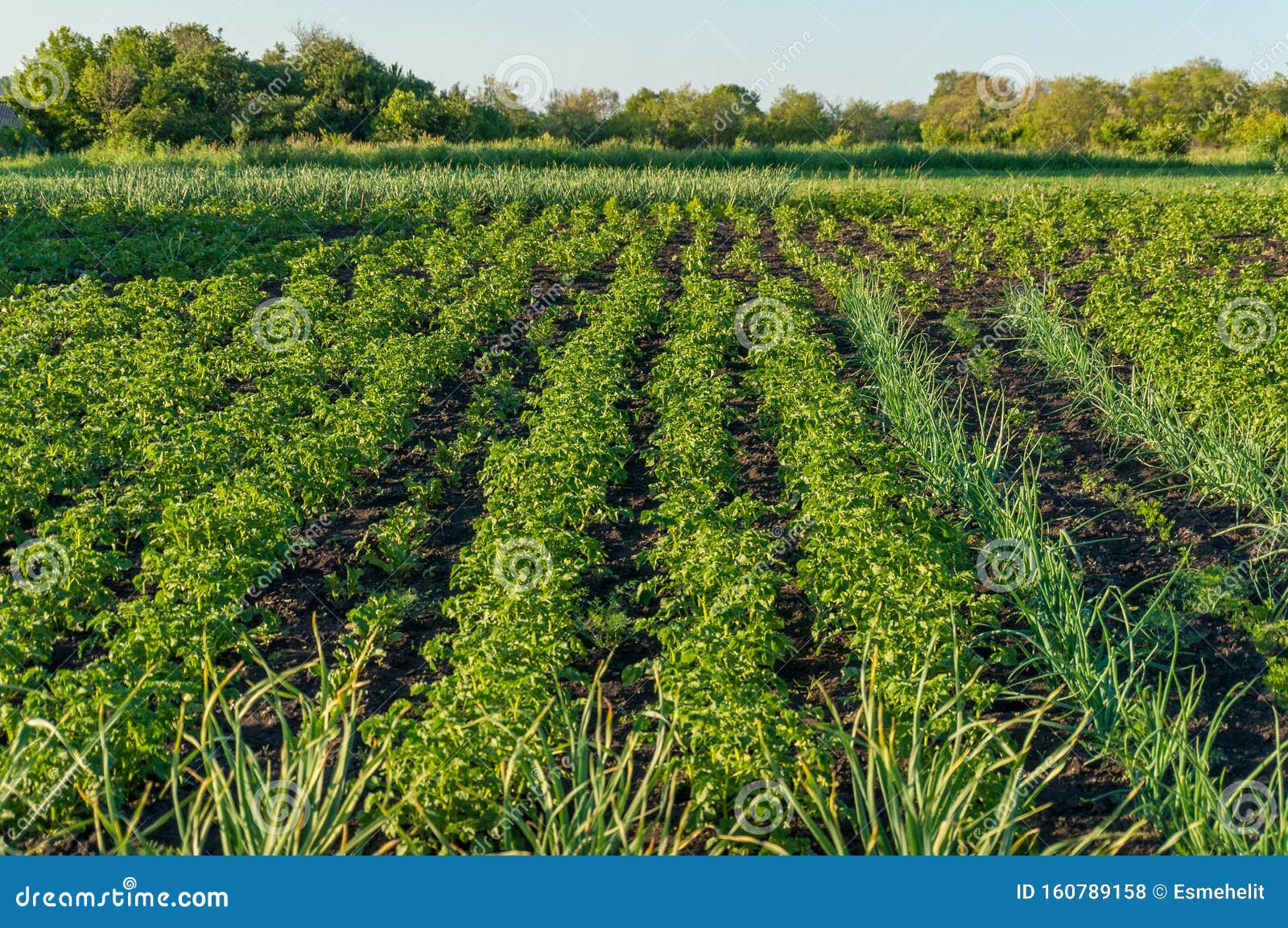 Vegetable Patch with Rows of Growing Potato Plants and Shallots Stock ...