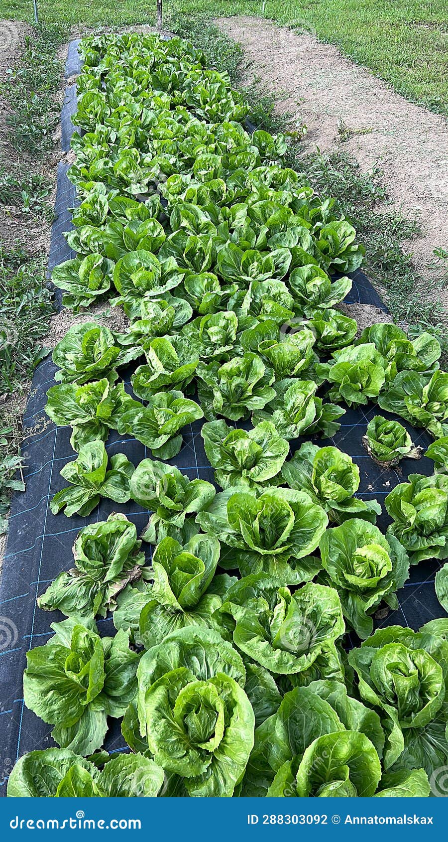 Vegetable Patch, Sprouted Radicchio Heads, Castelfranco Radicchio ...