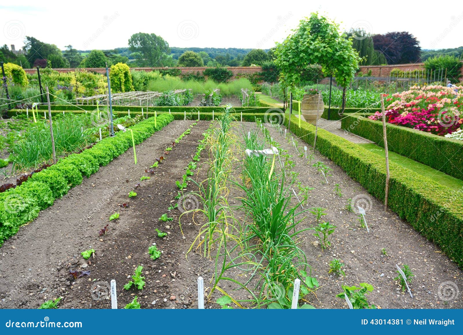 Vegetable garden stock image. Image of onion, patch, rows - 43014381
