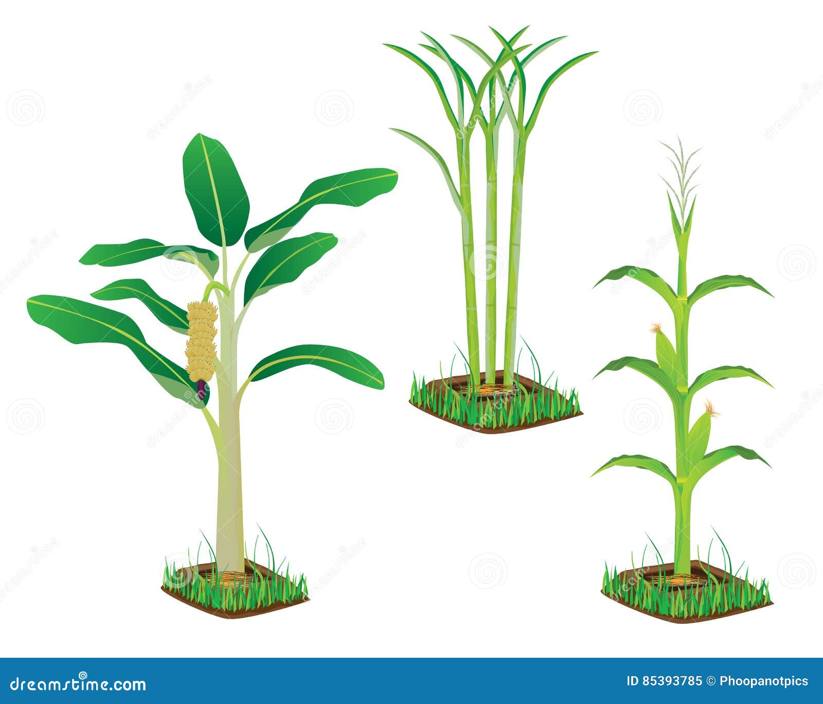 Vegetable plant stock vector. Illustration of sugar, agriculture - 85393785