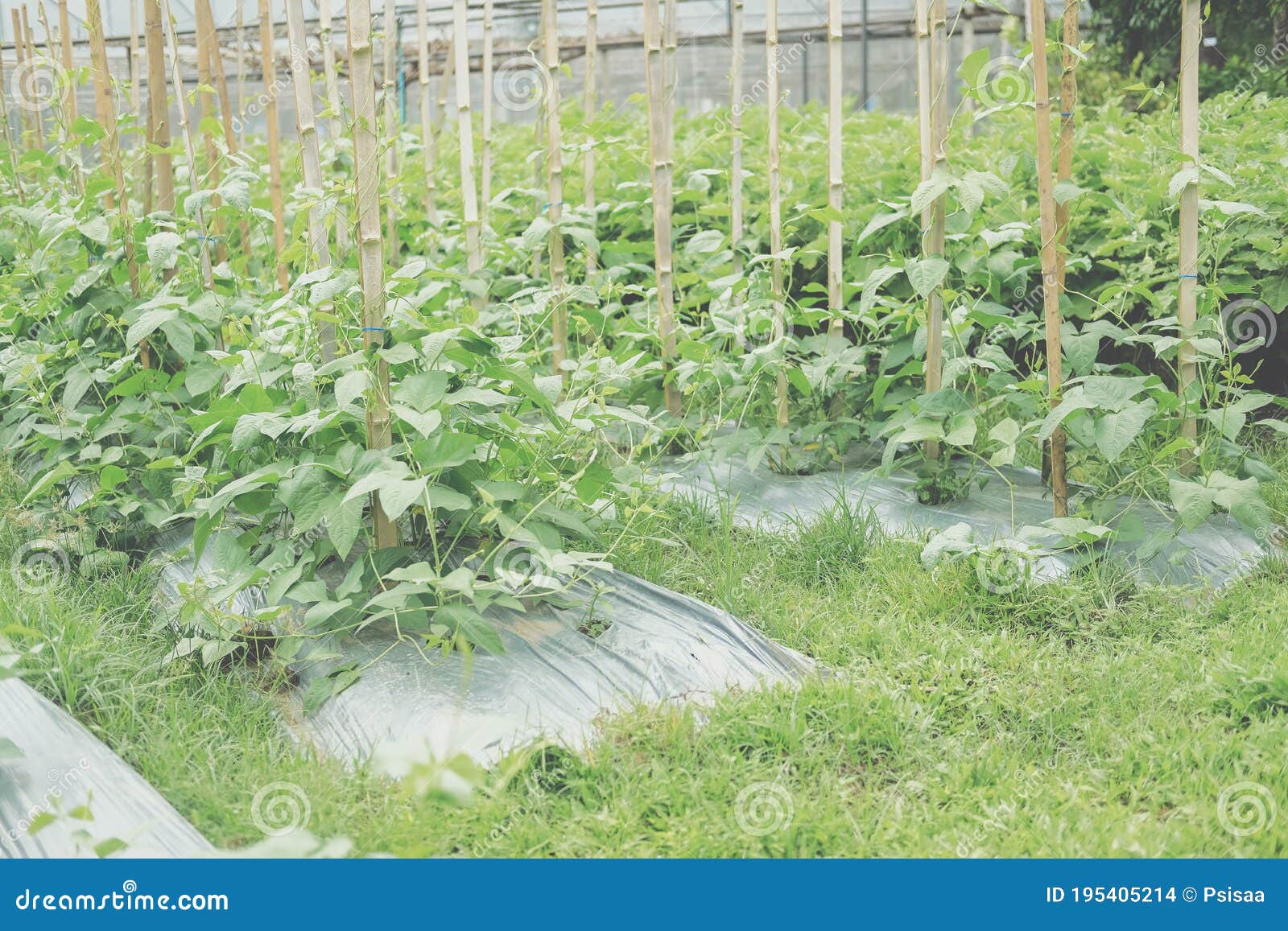 Vegetable Plant Growing in Garden Stock Photo - Image of foliage, farm ...