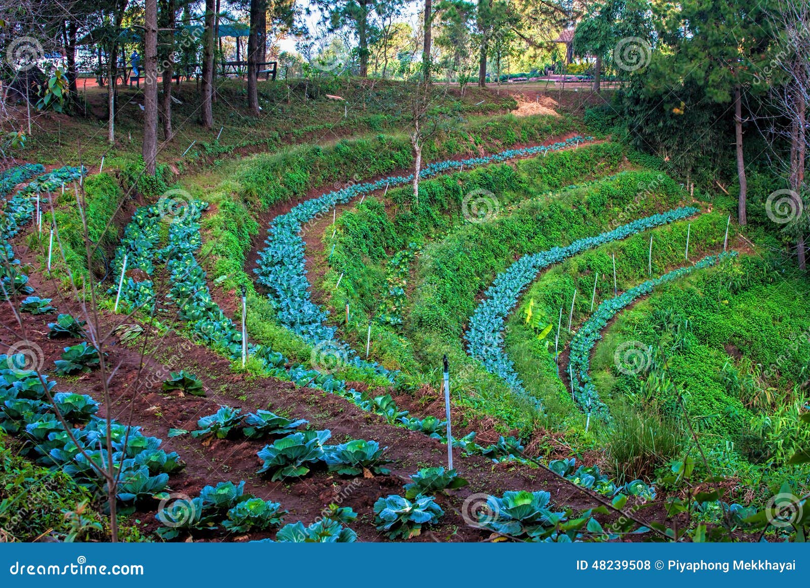 Vegetable plant stock photo. Image of crop, rows, garden - 48239508