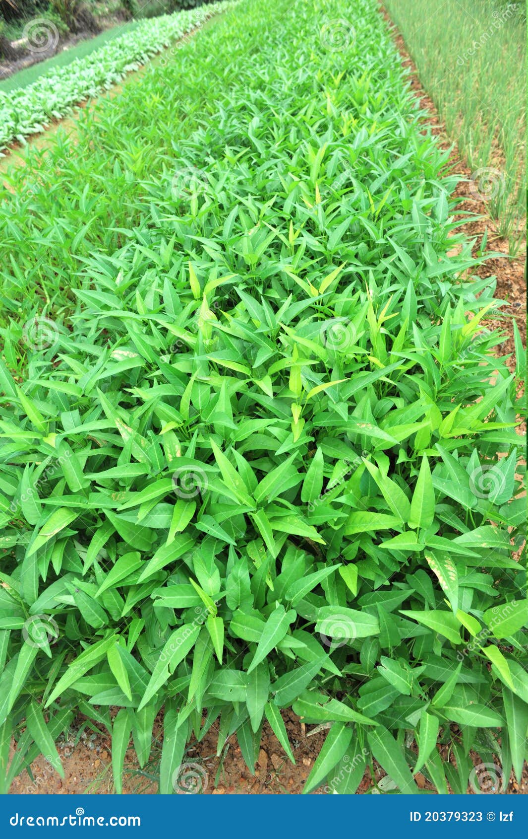 Vegetable plantation stock image. Image of closeup, chives - 20379323