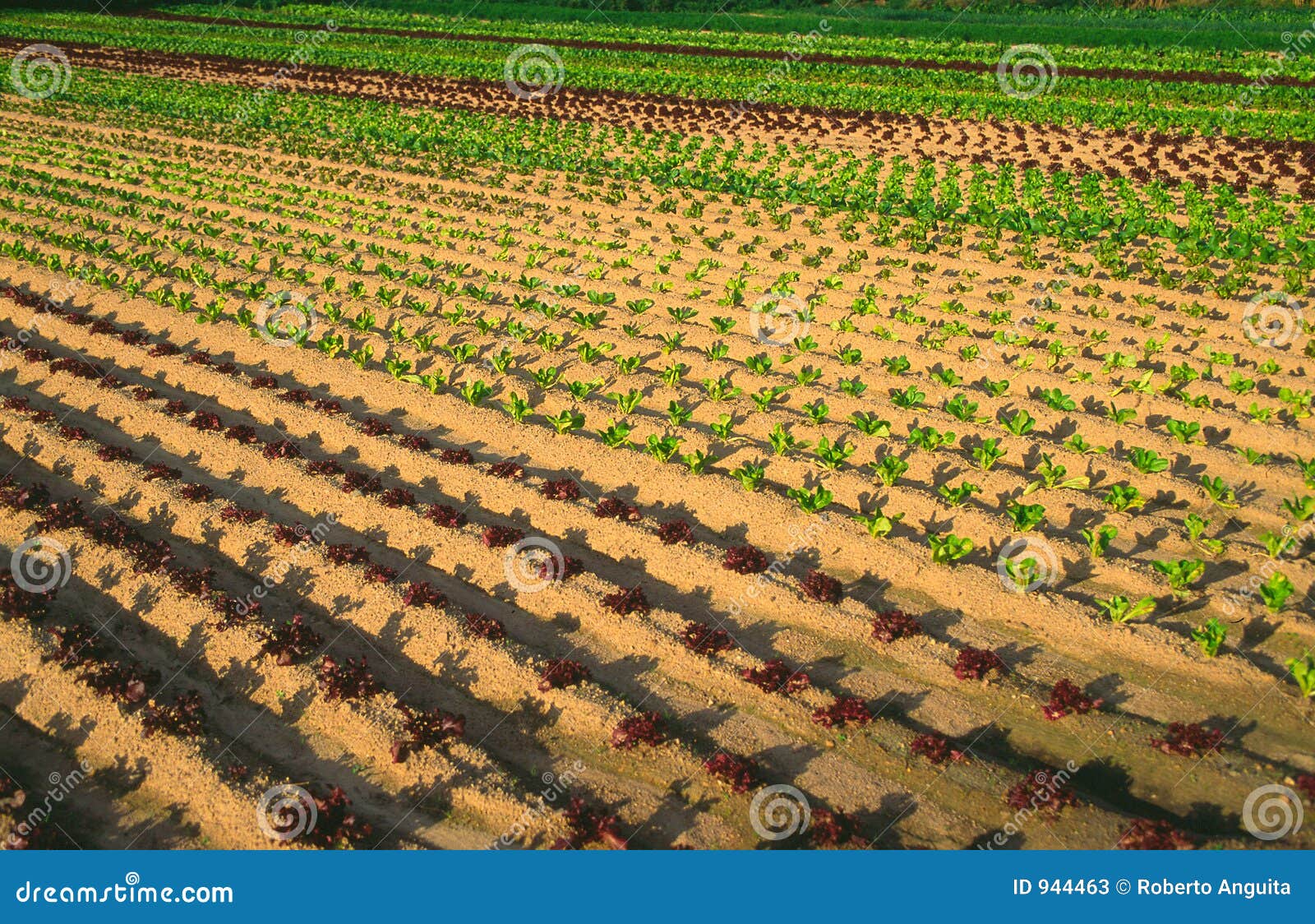 Vegetable plantation stock image. Image of orchard, agricola - 944463
