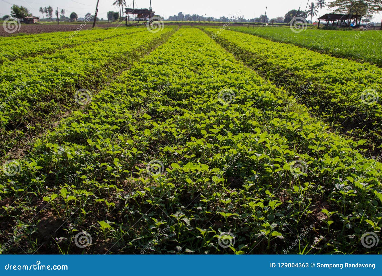 Vegetable plantation Field stock image. Image of plantation - 129004363