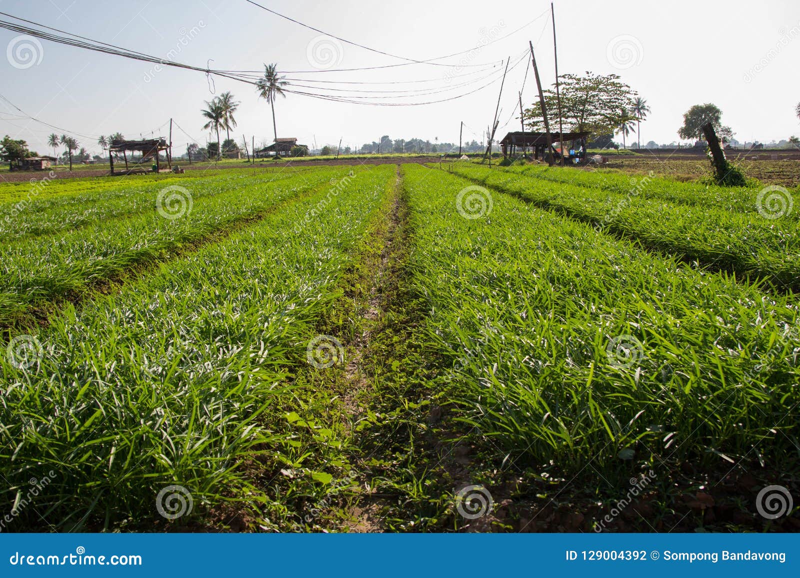 Vegetable plantation field stock photo. Image of vegetable - 129004392