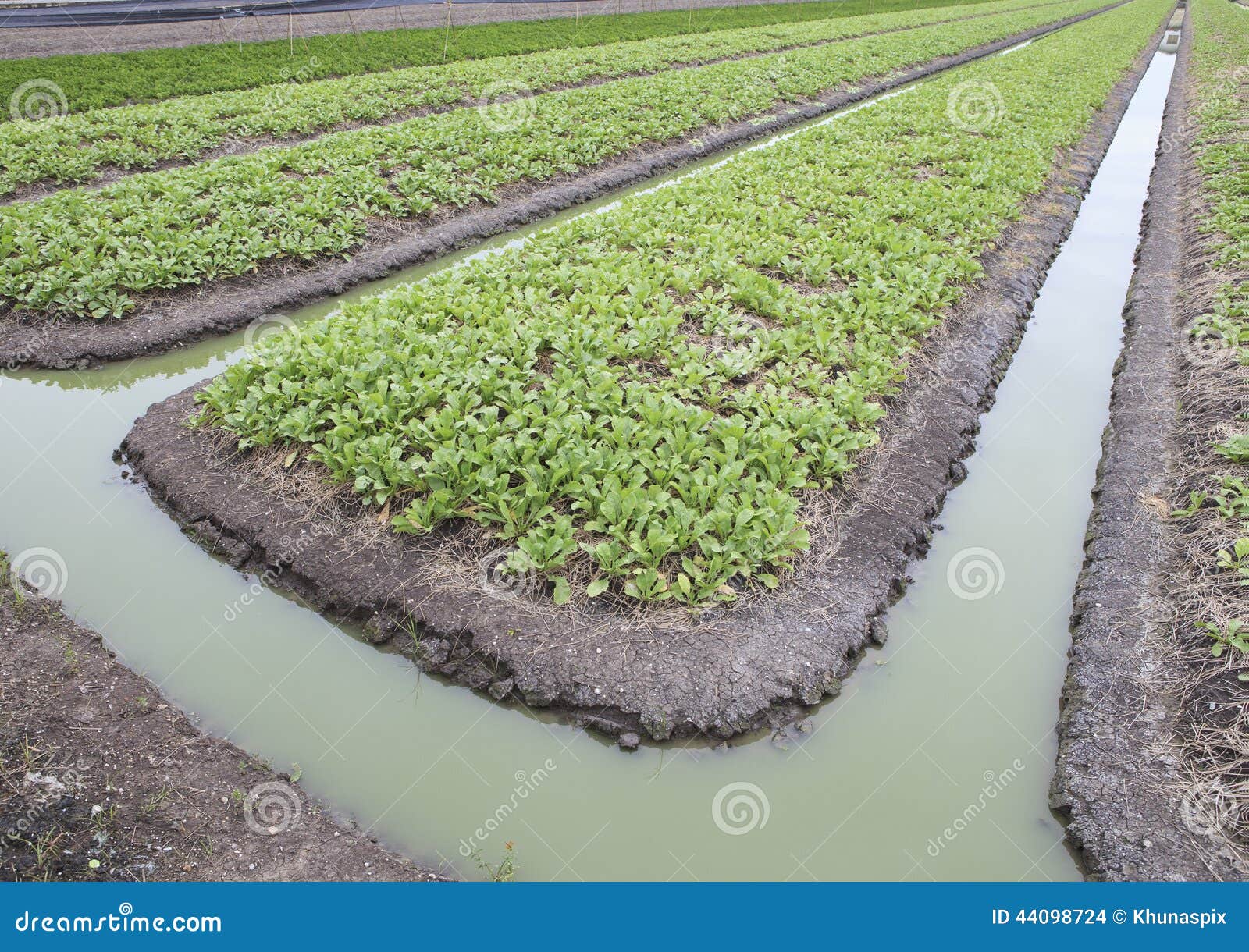 Vegetable Plantation Field in Rural Field Stock Photo - Image of ...