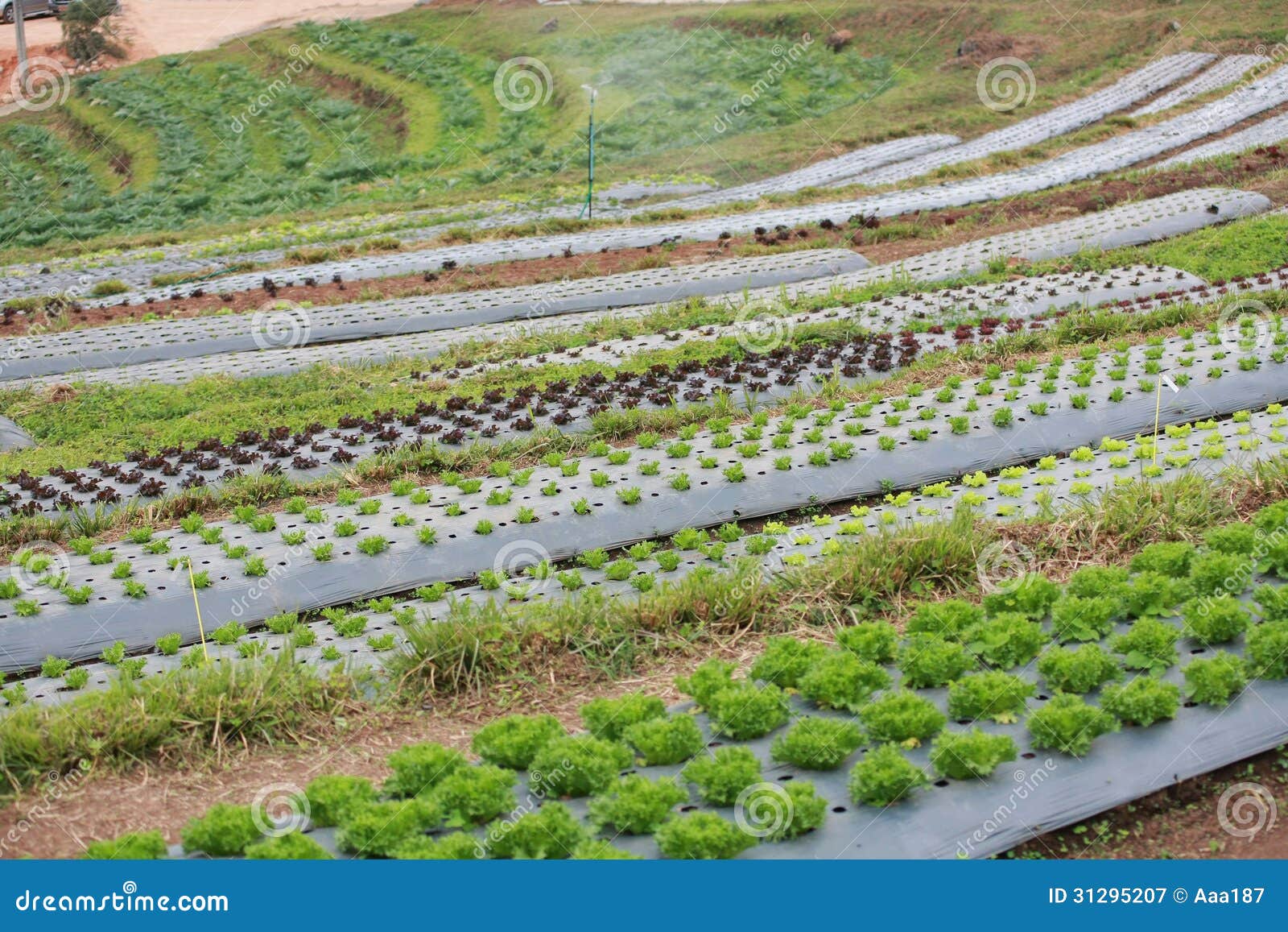 Vegetable plantation stock image. Image of culture, foliage - 31295207