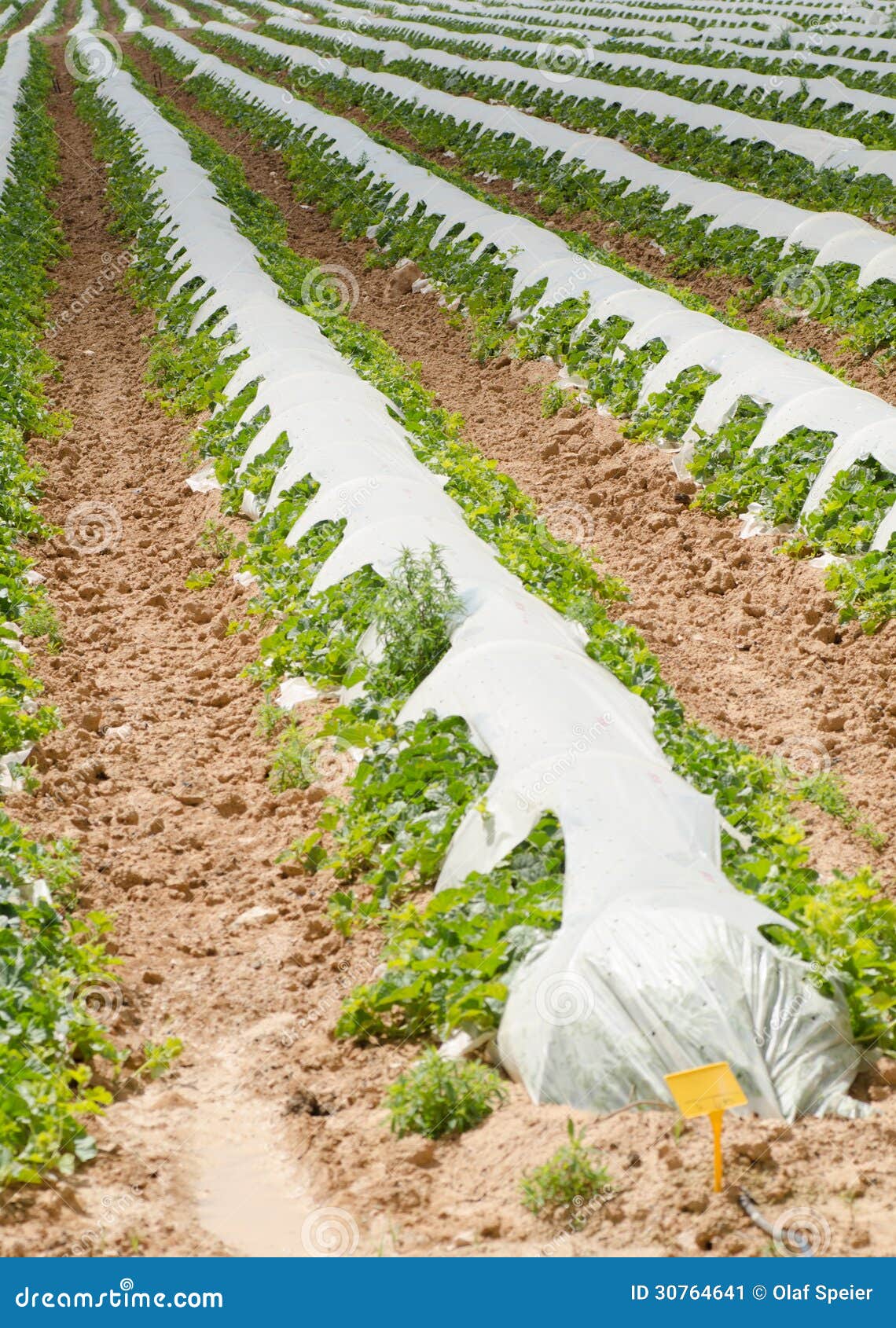 Vegetable plantation stock image. Image of crop, field - 30764641