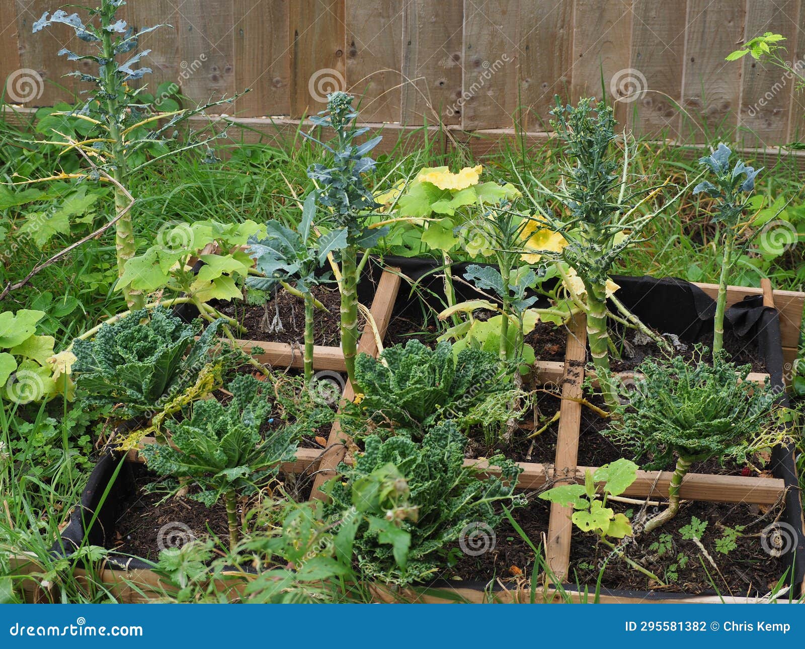 Vegetable Planter with Cabbages and Broccoli Growing Stock Photo ...