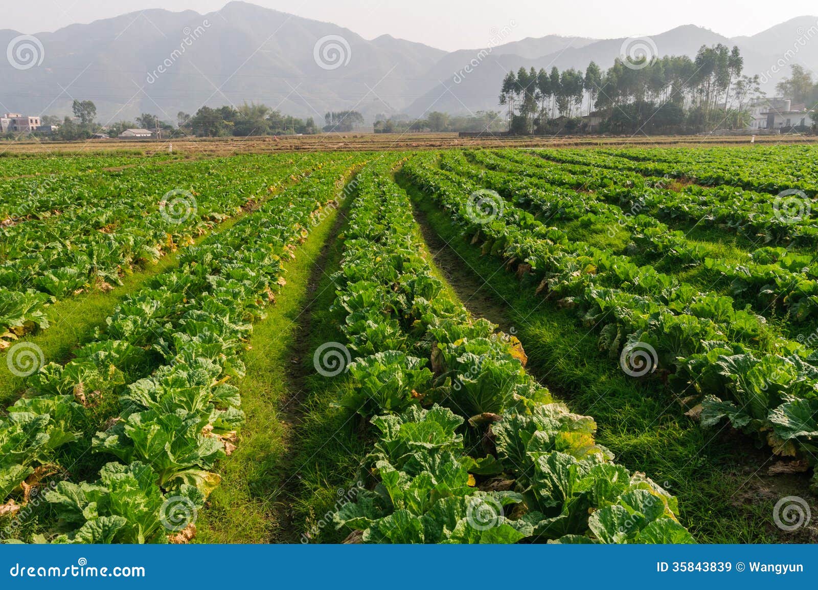 Vegetable planting base stock image. Image of juicy, organic - 35843839