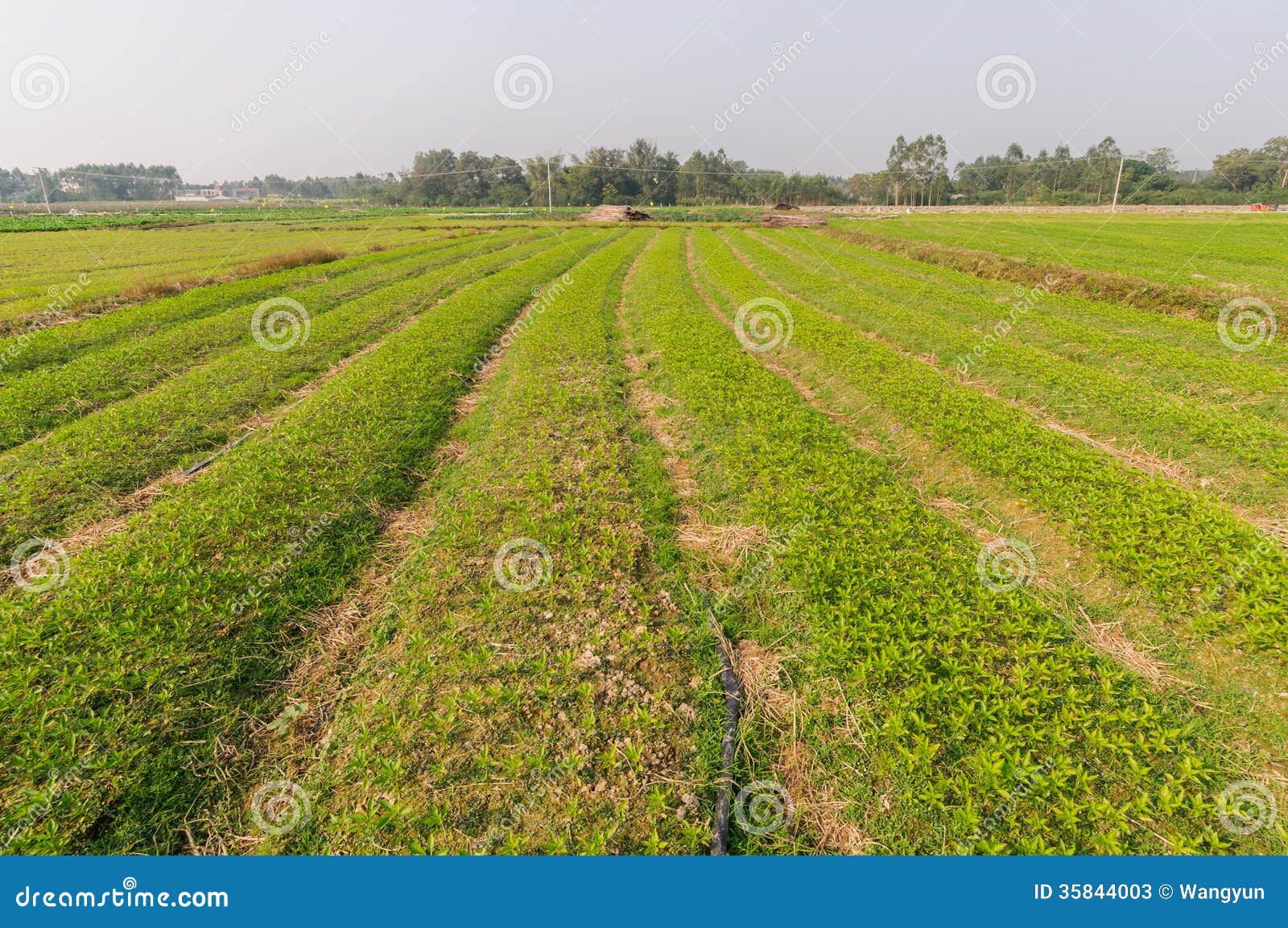 Vegetable planting base stock image. Image of cultural - 35844003