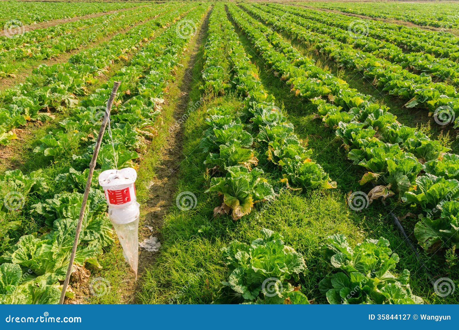 Vegetable planting base stock image. Image of fruit, green - 35844127