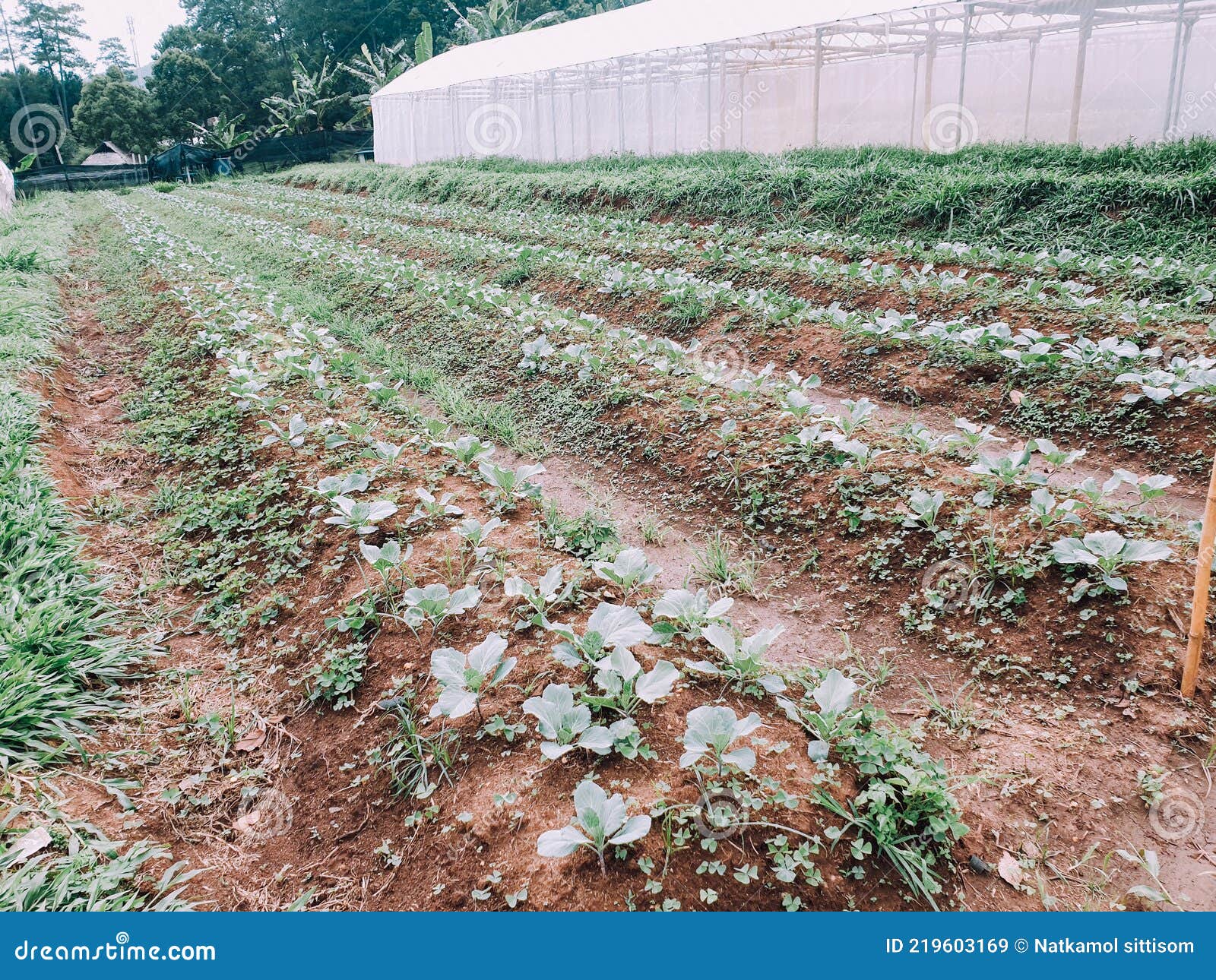 Vegetable Planting Experiment Stock Image - Image of vegetable, farm ...