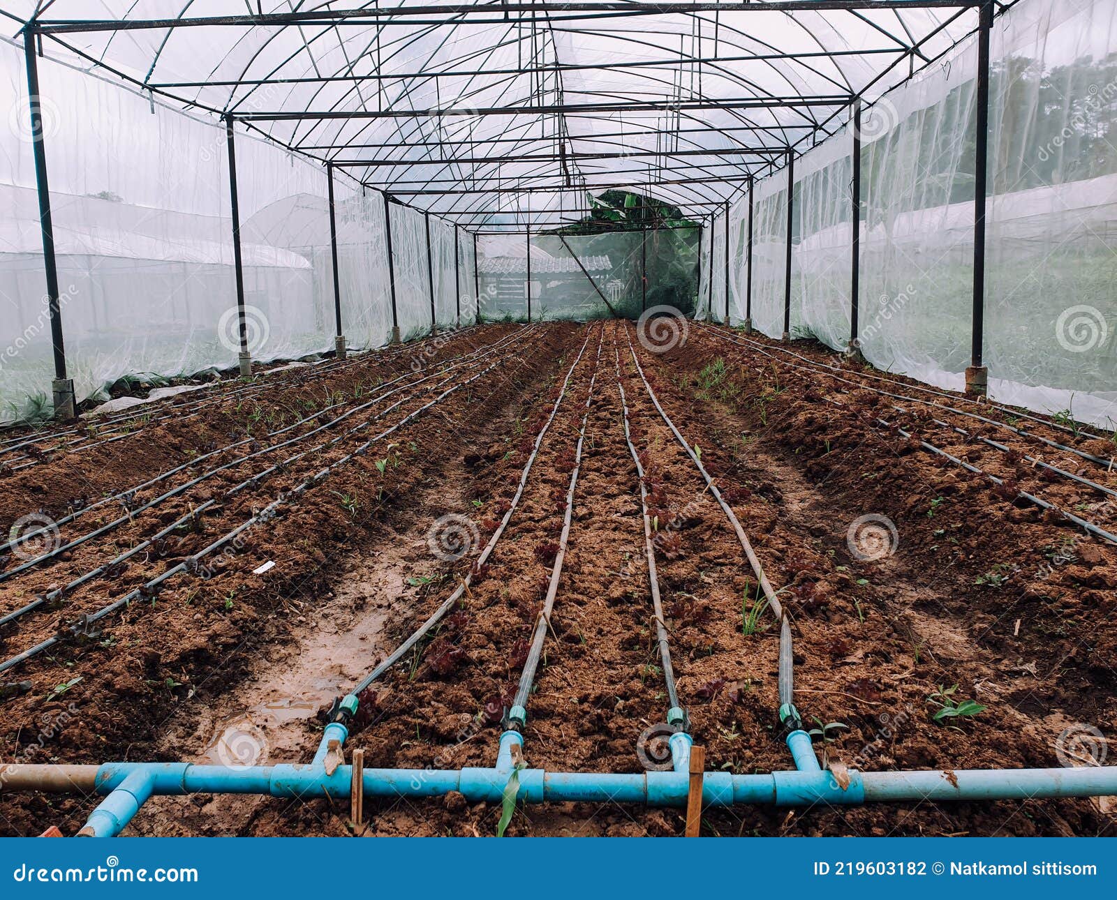 Vegetable Planting Experiment Stock Photo - Image of track, vehicle ...