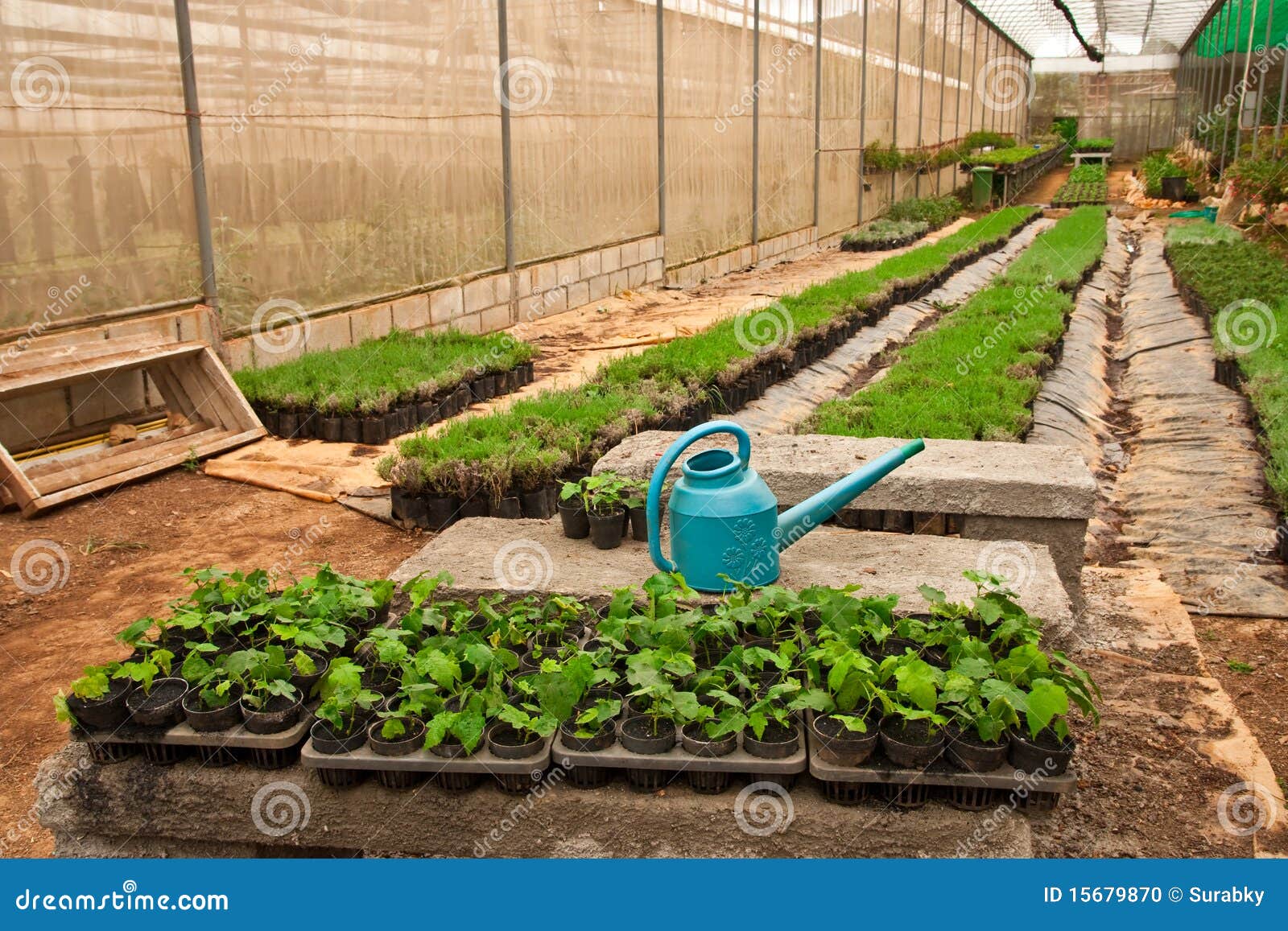 Vegetable Planting in Modern Farm Stock Photo - Image of industrial ...