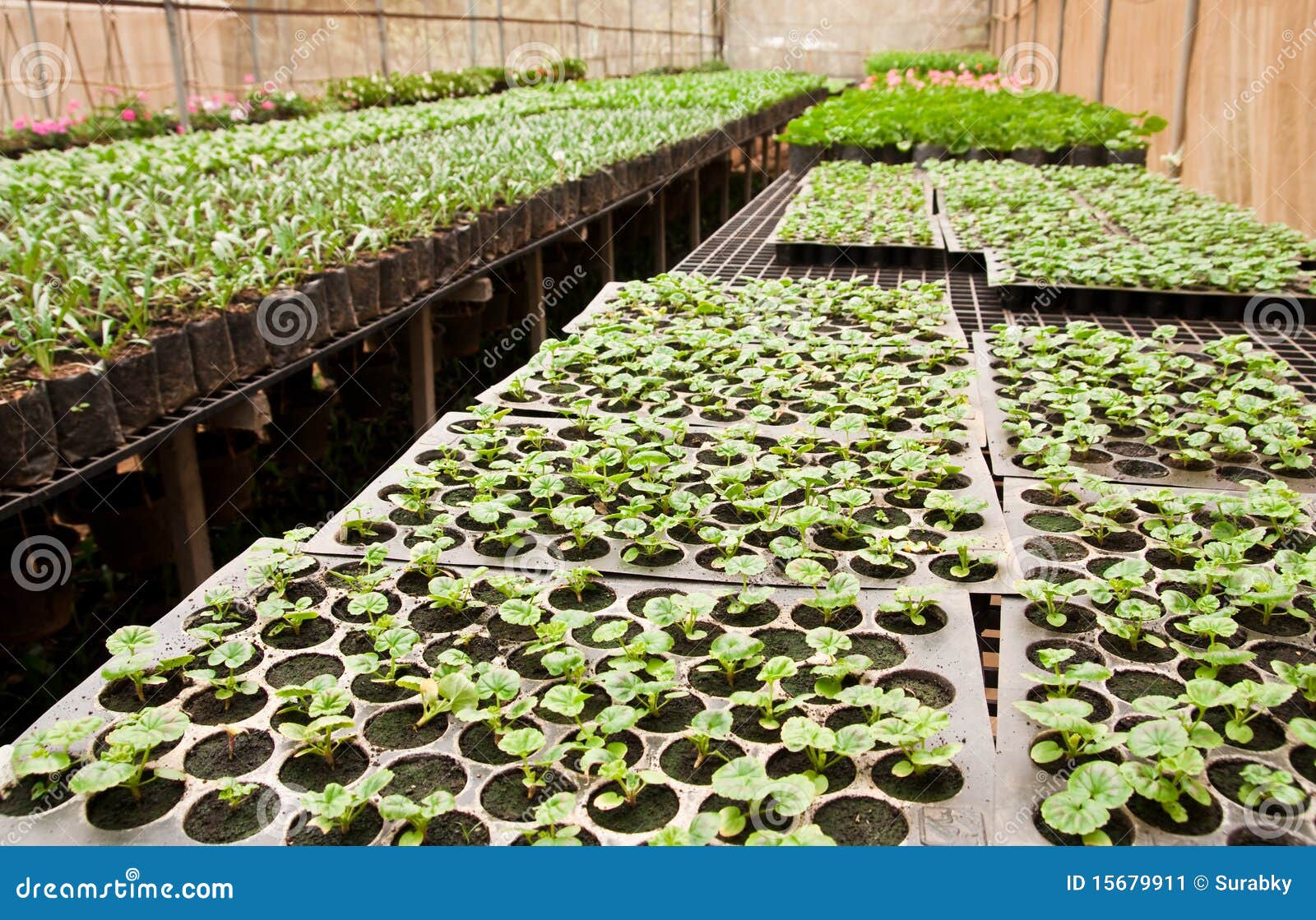 Vegetable Planting in Modern Farm Stock Image - Image of interior ...