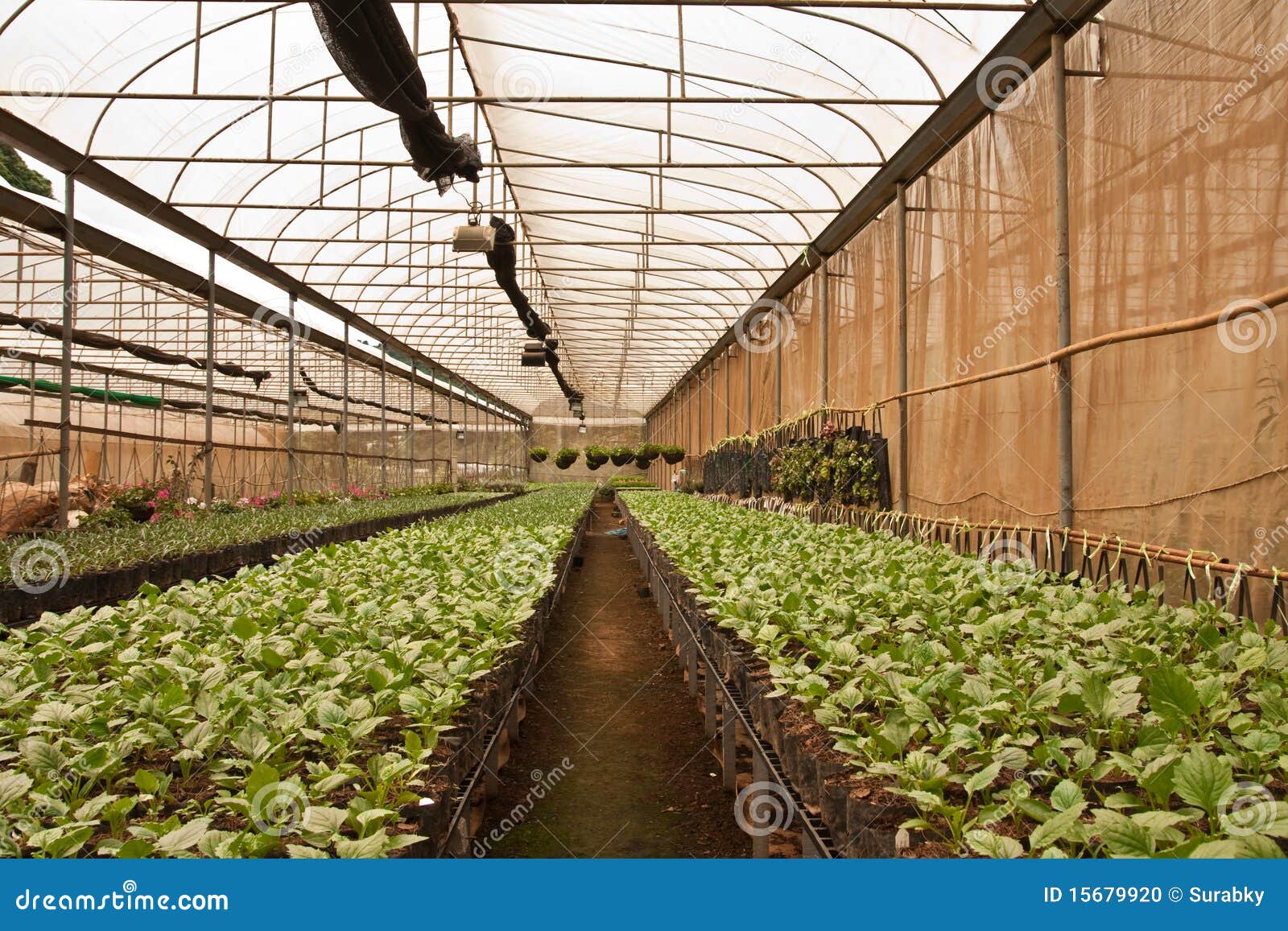 Vegetable Planting in Modern Farm Stock Photo - Image of industrial ...