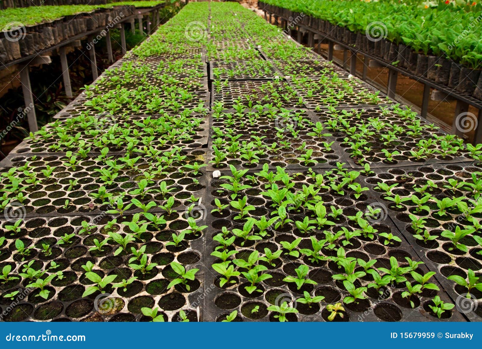 Vegetable Planting in Modern Farm Stock Image - Image of earth ...