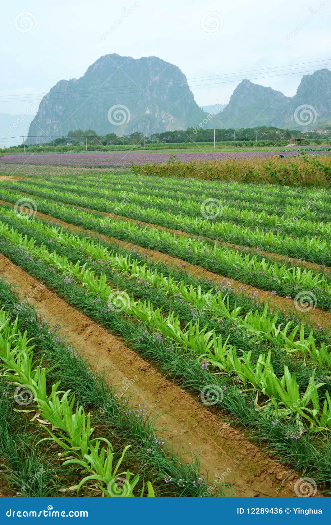 Vegetable plot stock photo. Image of hills, cultivation - 12289436