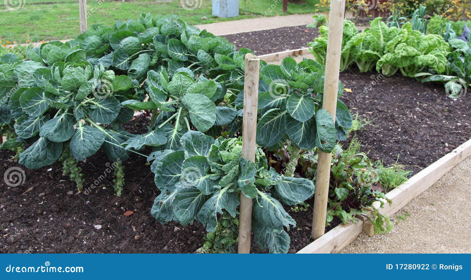 Vegetable plot stock photo. Image of plant, ingredient - 17280922