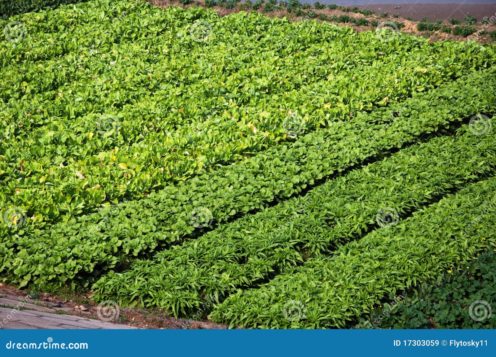 Vegetable plot stock image. Image of greens, green, countryside - 17303059