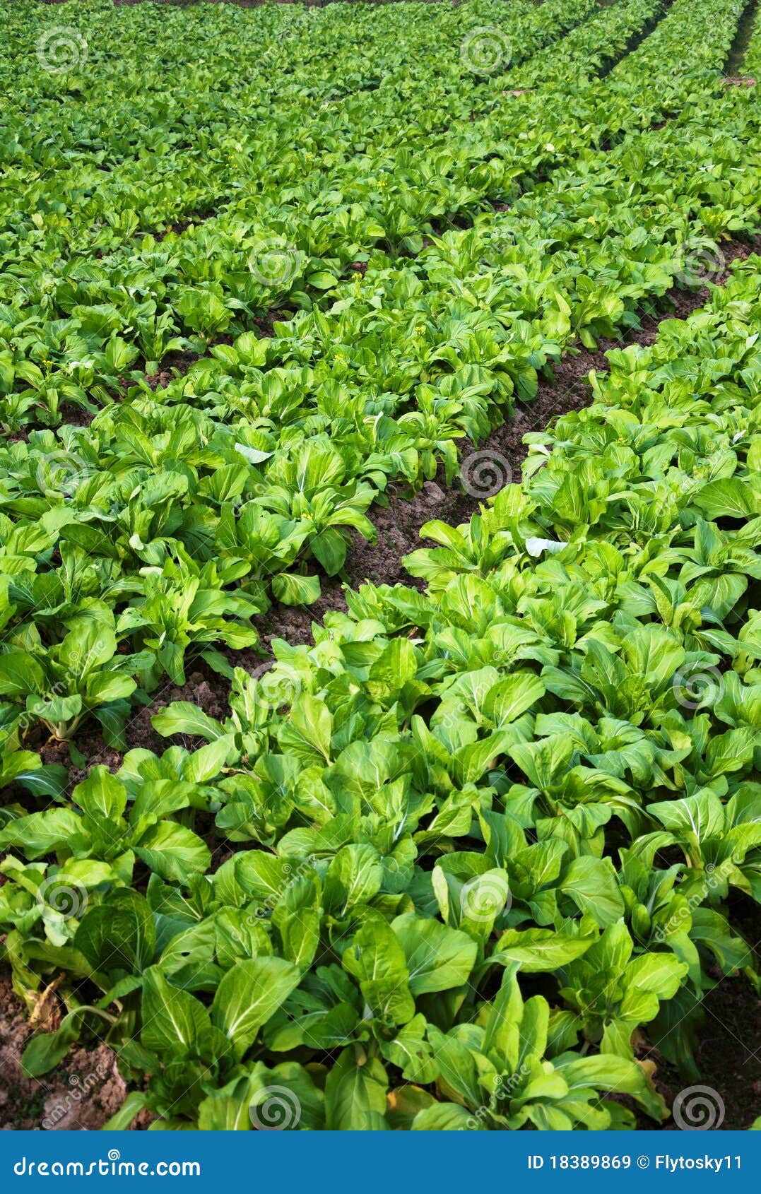Vegetable plot stock image. Image of greenness, vert - 18389869