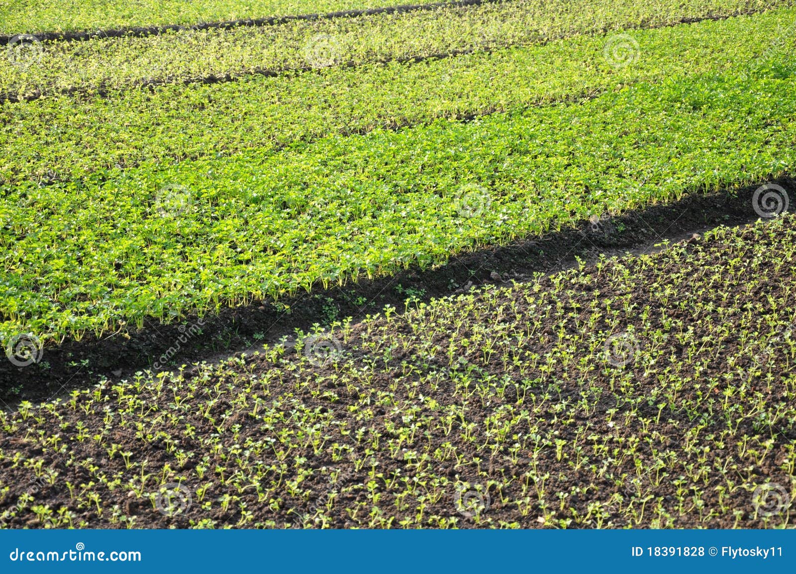Vegetable Plot Stock Image | CartoonDealer.com #17303059