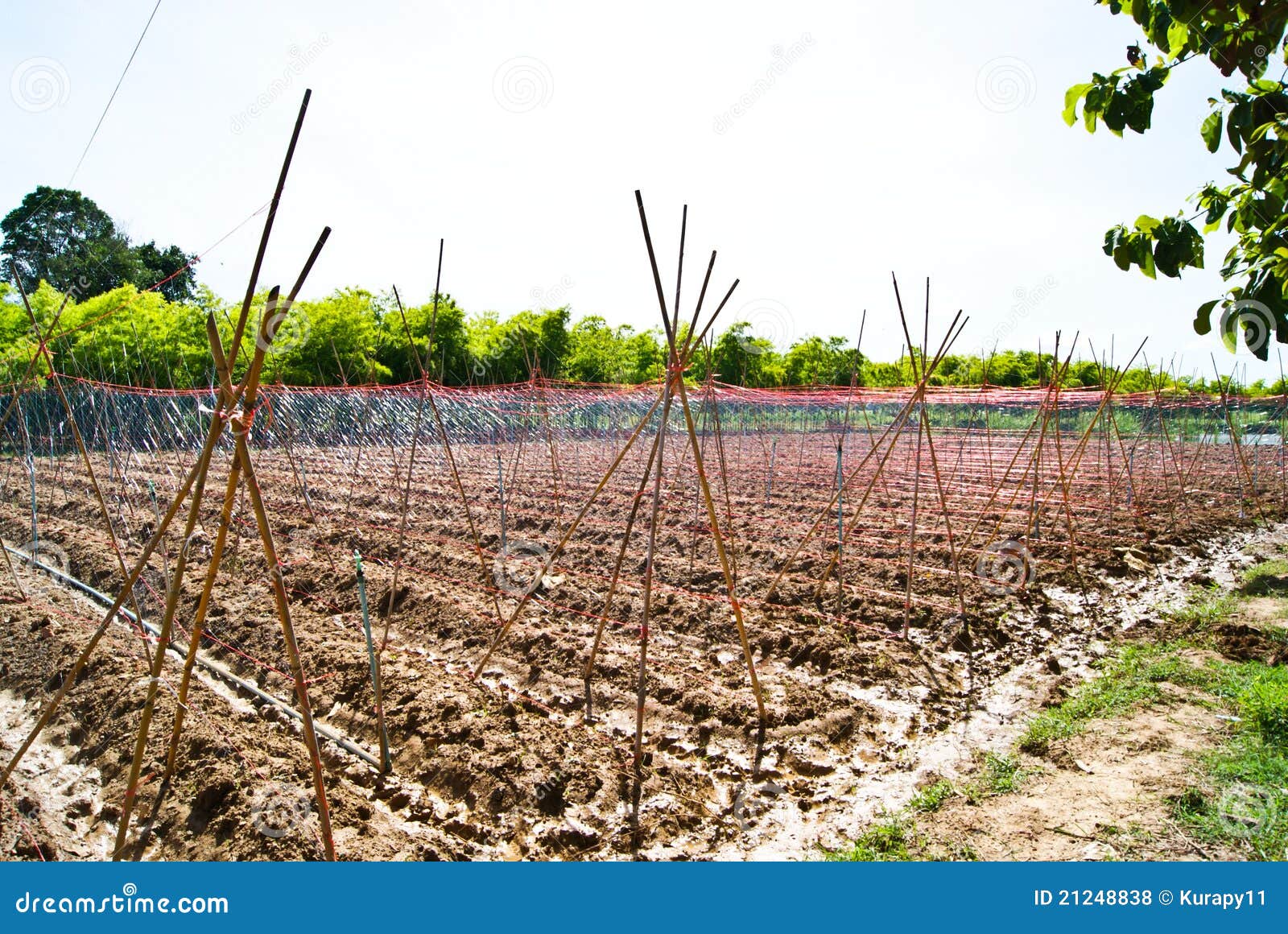 Vegetable Plot Stock Image | CartoonDealer.com #17303059