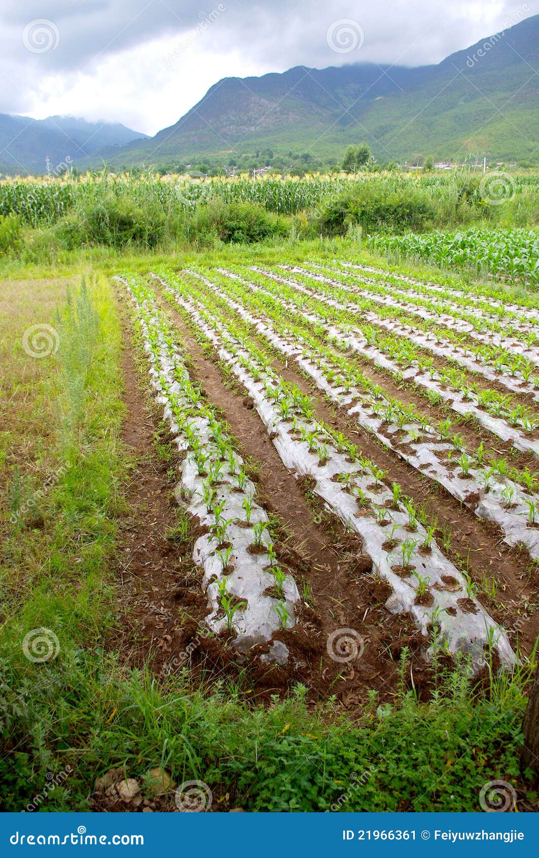 Vegetable plot stock image. Image of growing, harvest - 21966361