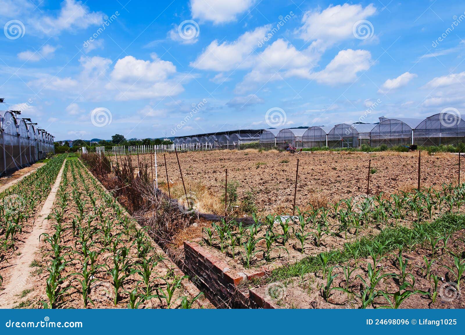 Vegetable plot stock photo. Image of vegetable, farming - 24698096