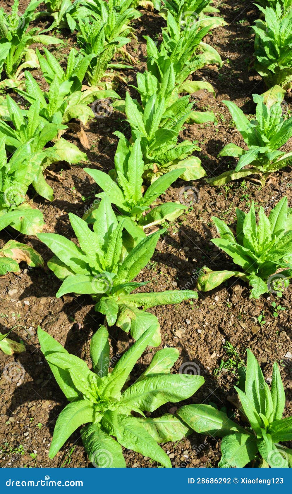 Vegetable plot stock photo. Image of field, vegetable - 28686292