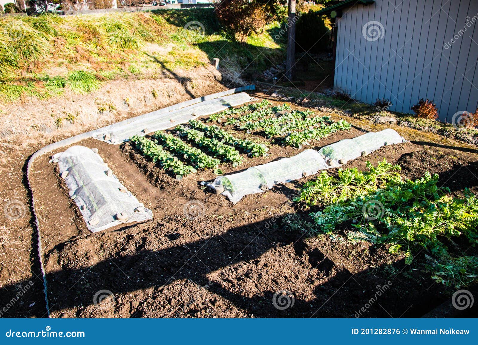 Vegetable plot stock photo. Image of fuji, market, duck - 201282876