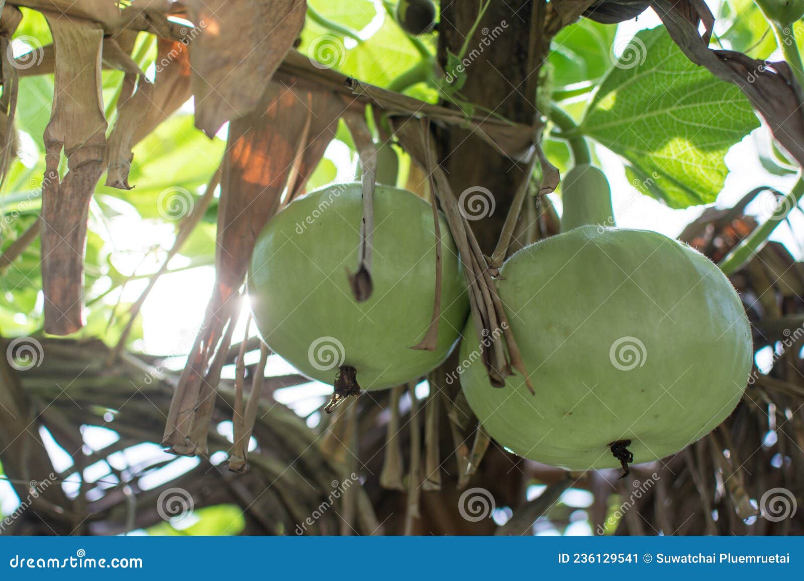 Vegetable Plot Calabash Plant in Garden Stock Image - Image of nature ...