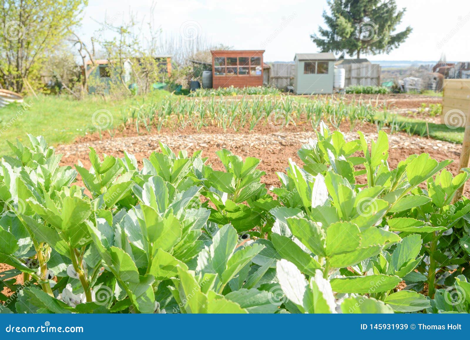 Community vegetable garden stock image. Image of allotment - 145931939