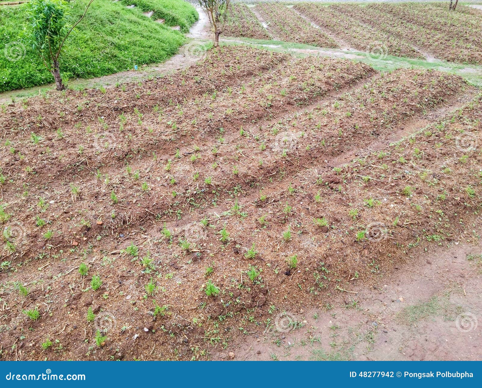 Vegetable plot stock photo. Image of grow, farming, outdoor - 48277942