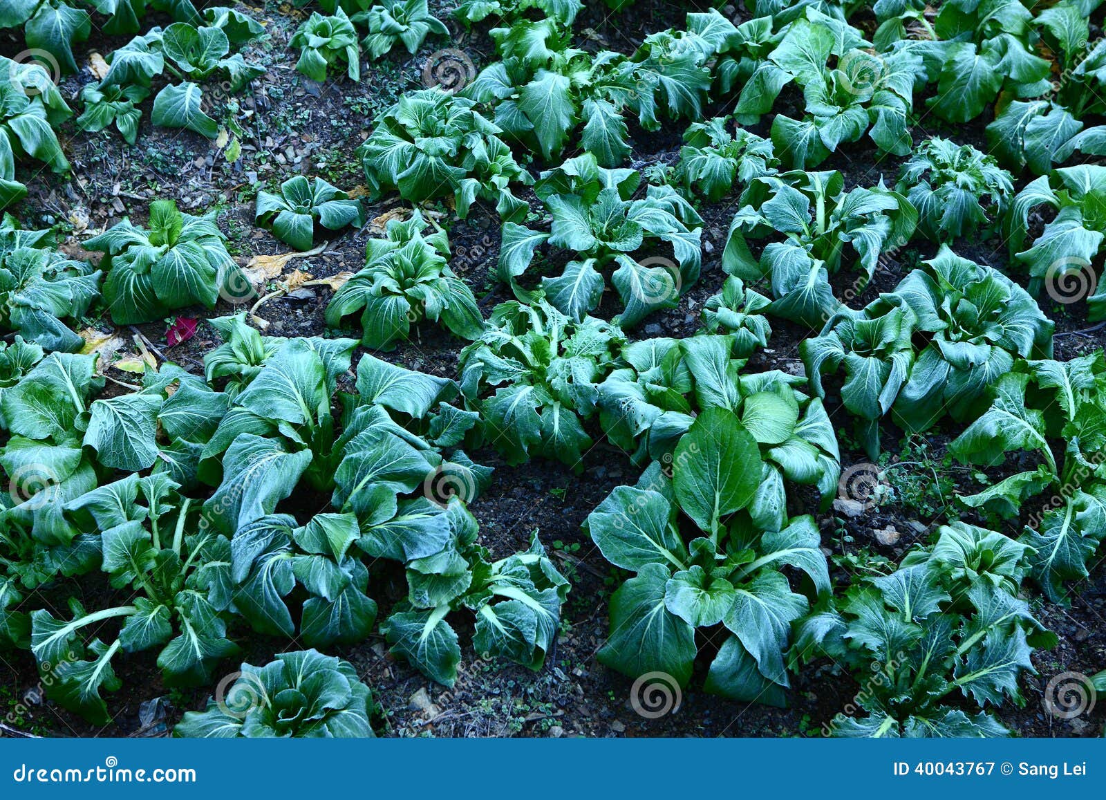 Vegetable Plot Stock Image | CartoonDealer.com #17303059