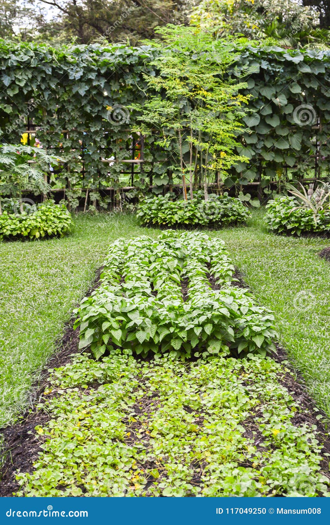 Vegetable plot in garden stock photo. Image of leaves - 117049250