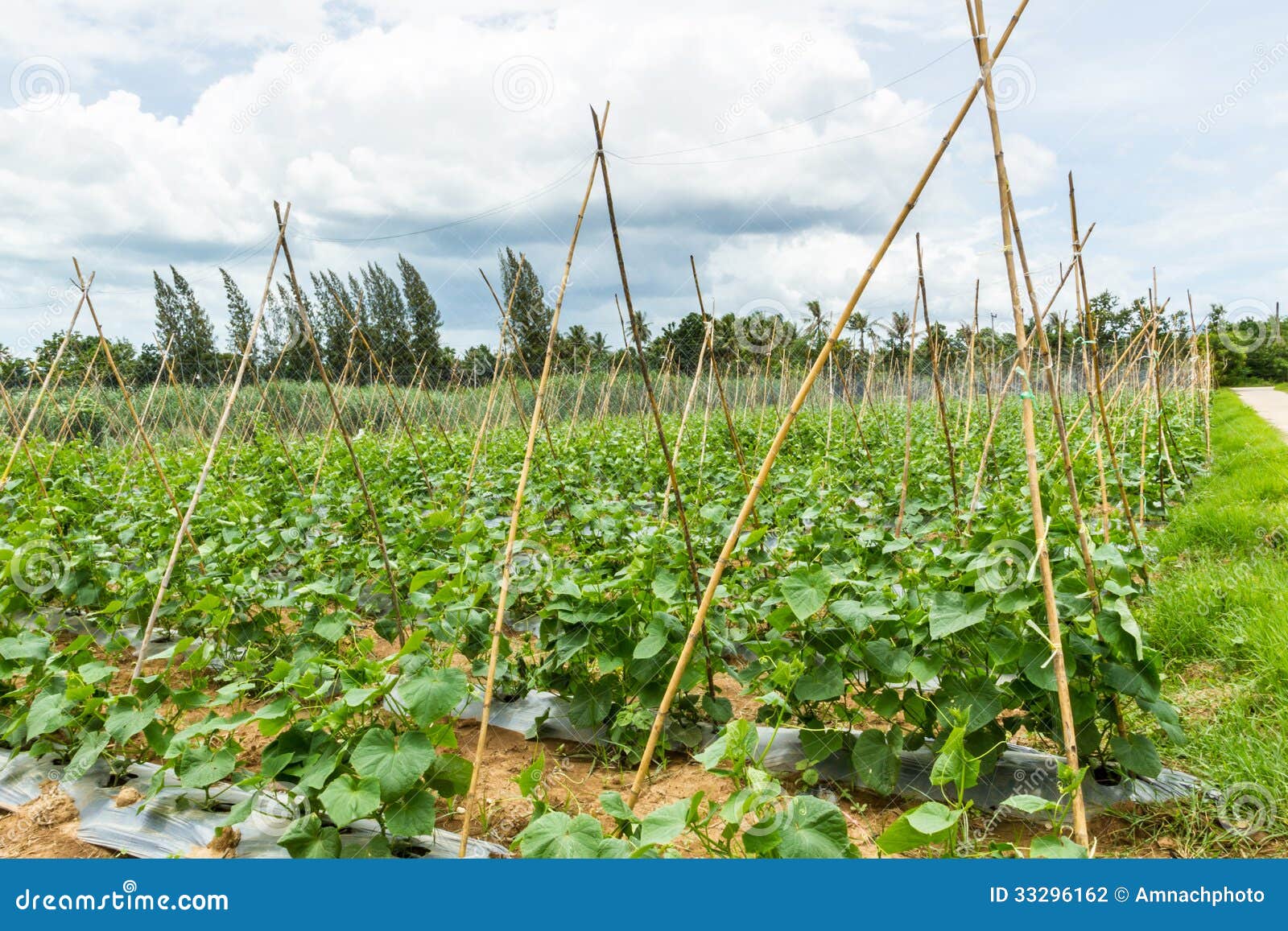 Vegetable Plot, Garden Cucumbers. Stock Photo - Image of grow, exterior ...