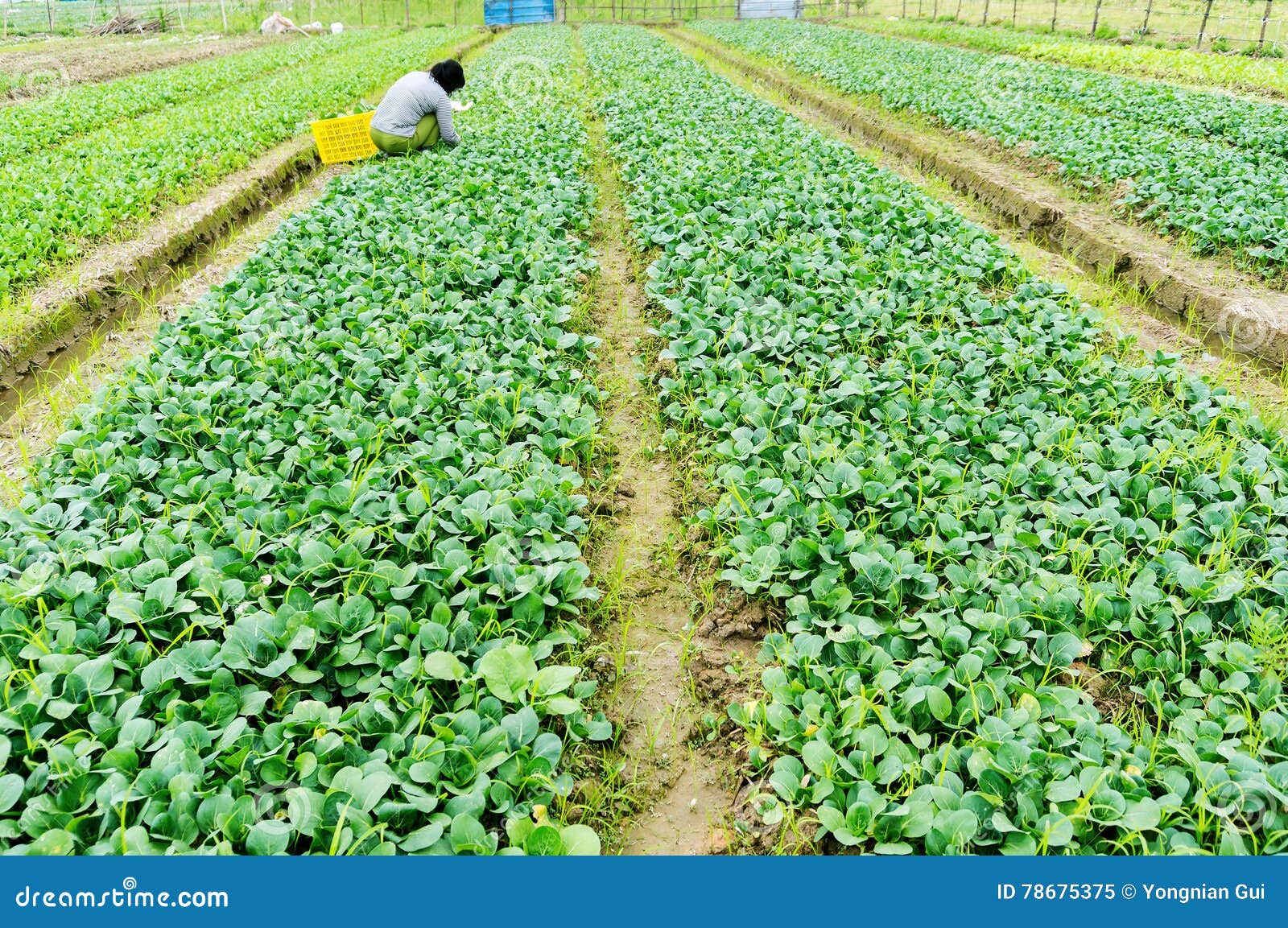 Vegetable plot stock image. Image of food, cultivation - 78675375