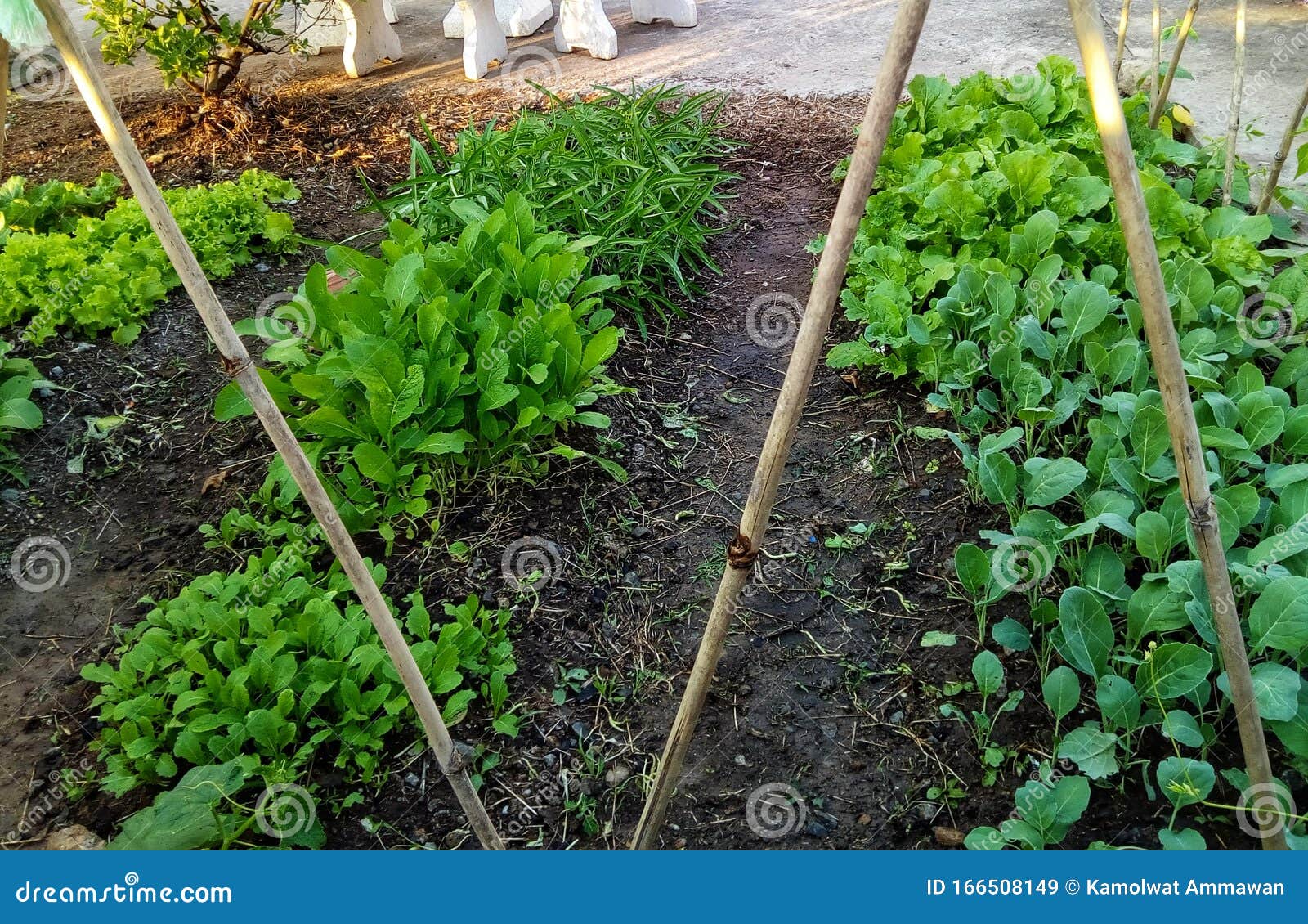 Vegetable Plot, Vegetable Garden, Health, Vegetables, Planting, Growing ...