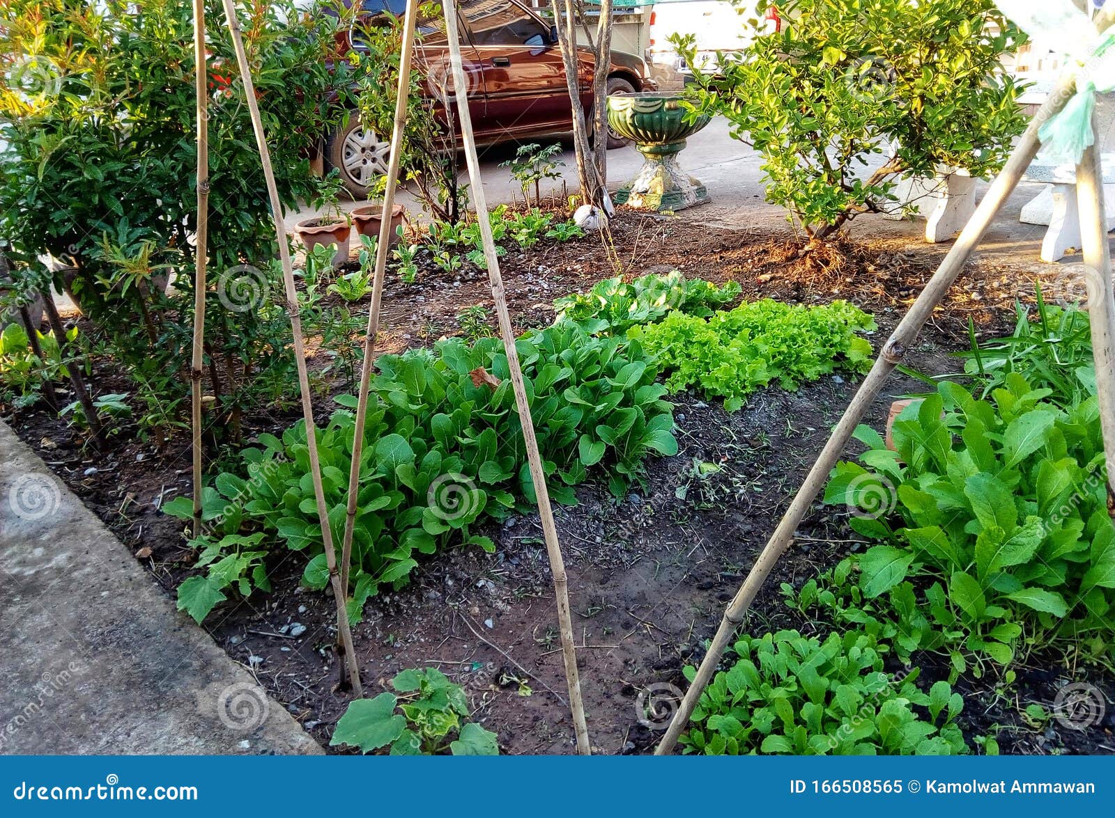 Vegetable Plot, Vegetable Garden, Health, Vegetables, Planting, Growing ...