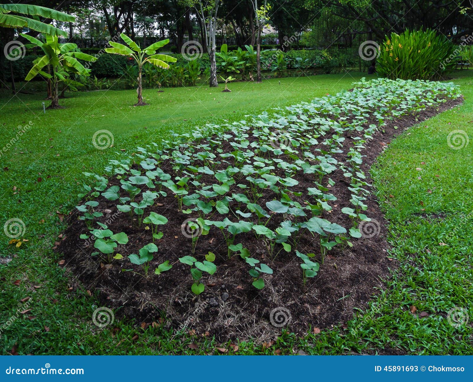 Vegetable plot stock image. Image of farming, foliage - 45891693