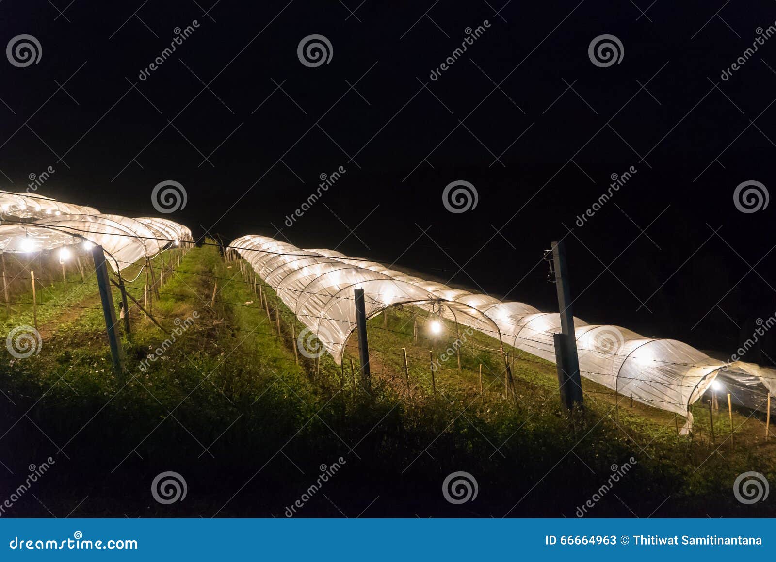 Vegetable Plot with Lighting at Night Stock Image - Image of plant ...