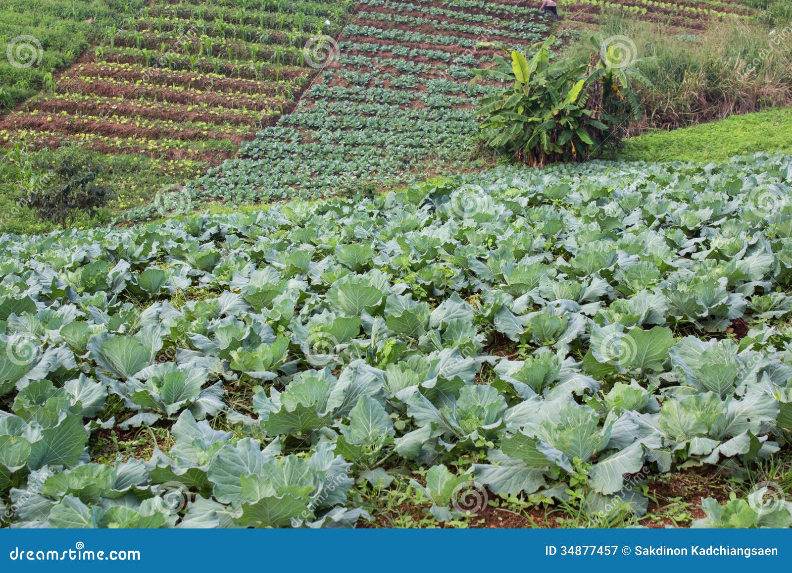 Vegetable plot on mountain stock image. Image of vitamin - 34877457