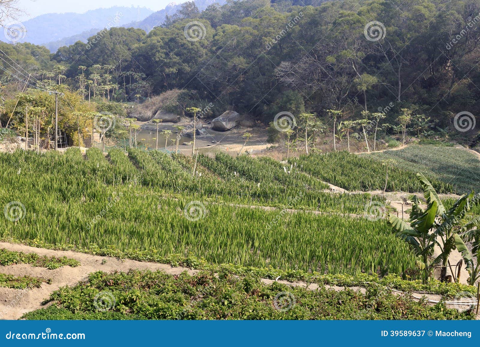 Vegetable Plot of Mountain Village Stock Image - Image of asia, city ...